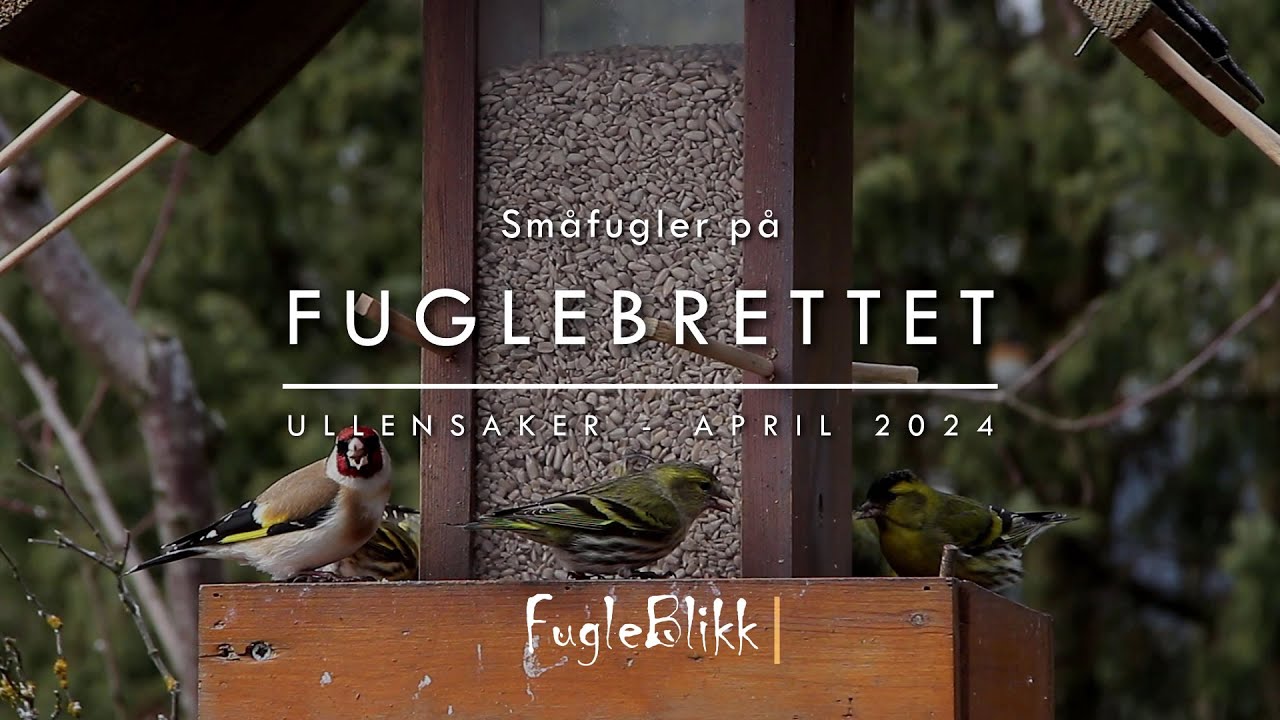 Småfugler på fuglebrettet - April 2024 - YouTube