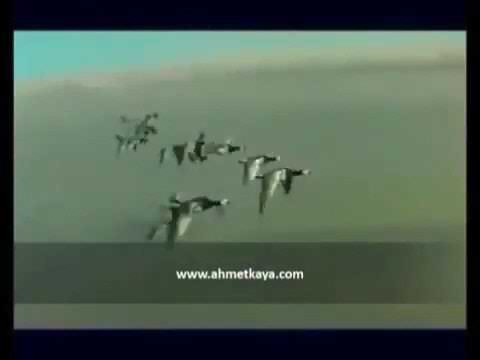 Ahmet Kaya - Yara açtı gül teninde..