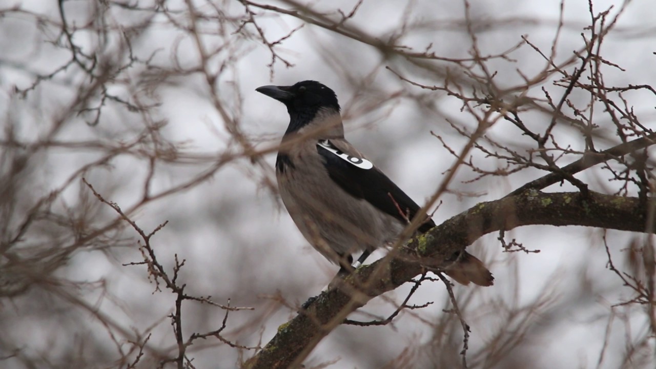 Wing-tagged Hooded crow (Corvus cornix) in Debrecen, Hungary #10 - YouTube