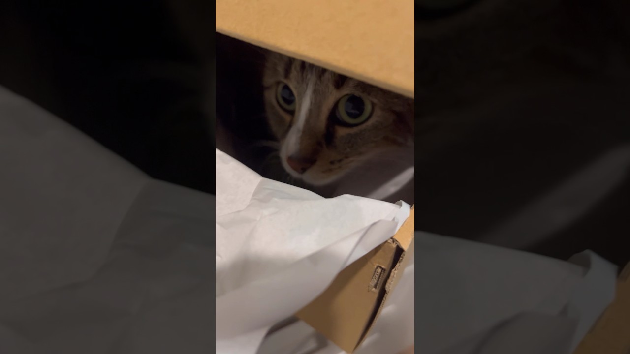 A Jake in the box!! #cat #cutecats #youtubecats #jakethecat #shorts ...