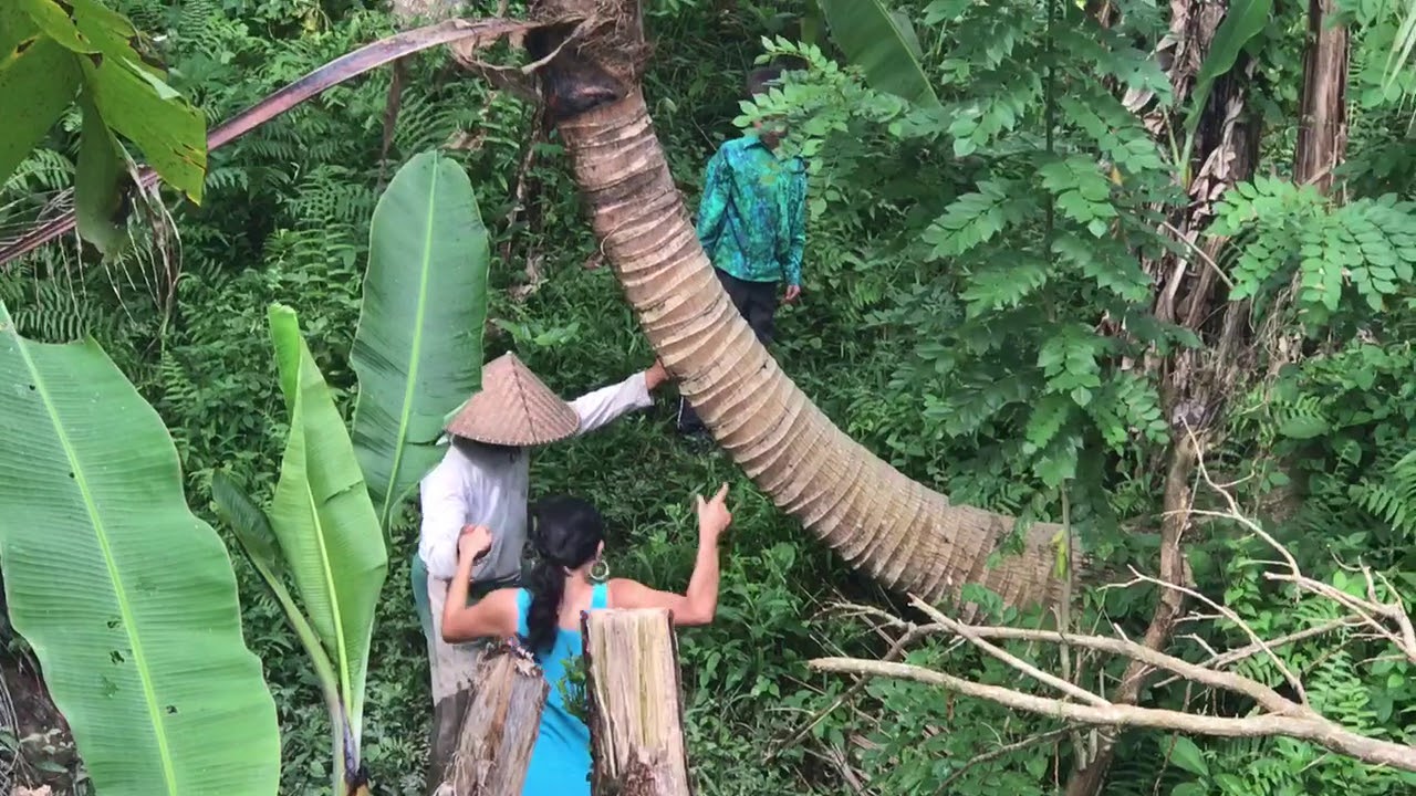Exploring The Amazing Rice Paddy & Jungle Outside Ubud, Bali, Indonesia ...