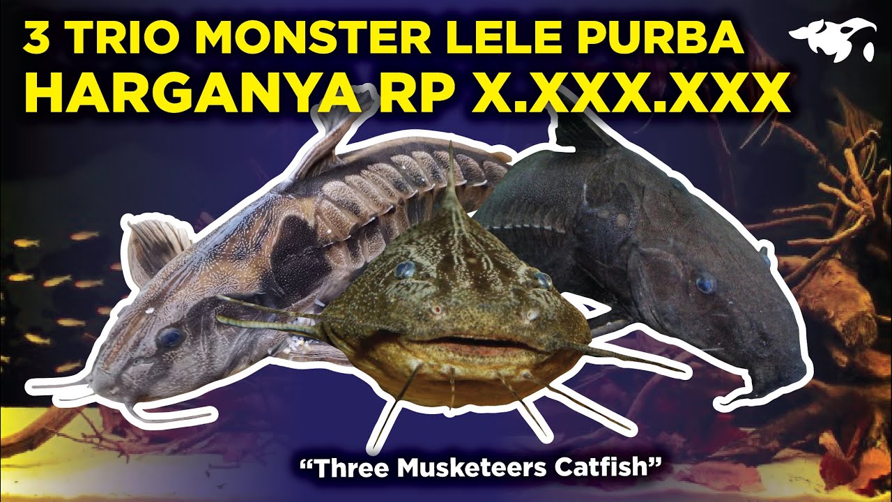 3 SERANGKAI IKAN LELE MONSTER PURBA YANG SELALU BERSAMA-SAMA, DISEBUT ...