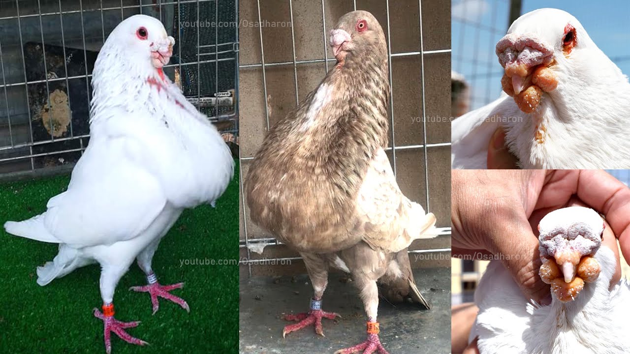 Amazing Beautiful Spanish Pouter Pigeon Granadino - YouTube