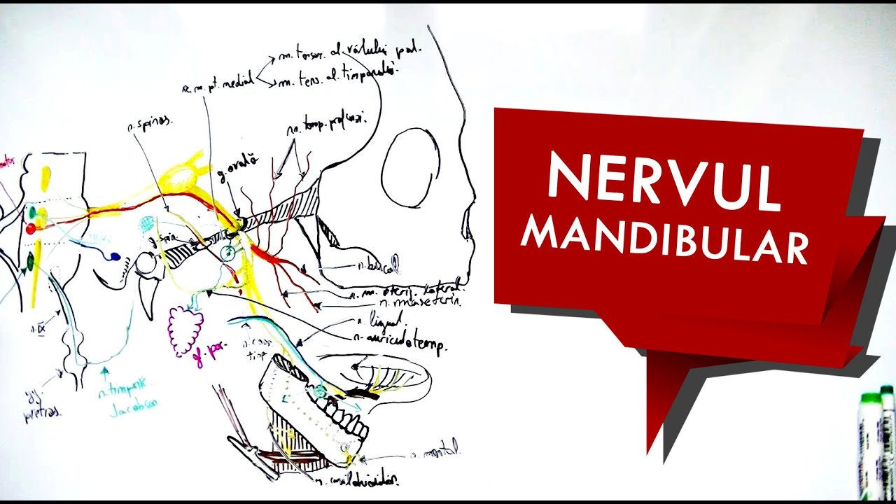 N. Trigemen : Nervul MANDIBULAR - YouTube
