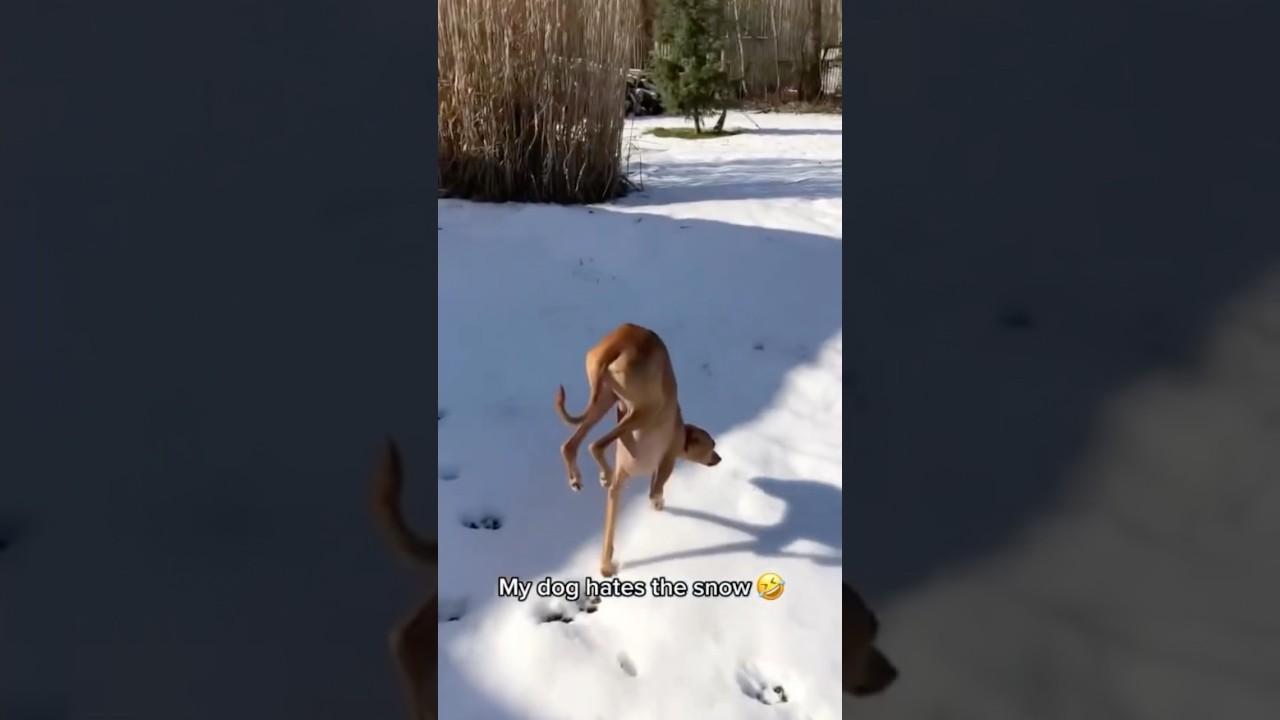 My dog hates the snow 😂 #shorts #memes #funny #trending #viralvideo ...