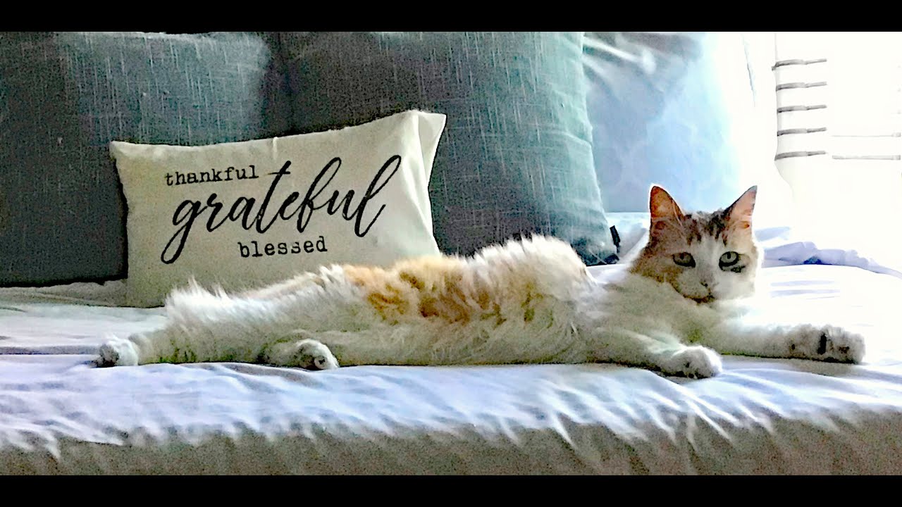 CAT CLUB MEMBERS' CATS - 2022 - YouTube