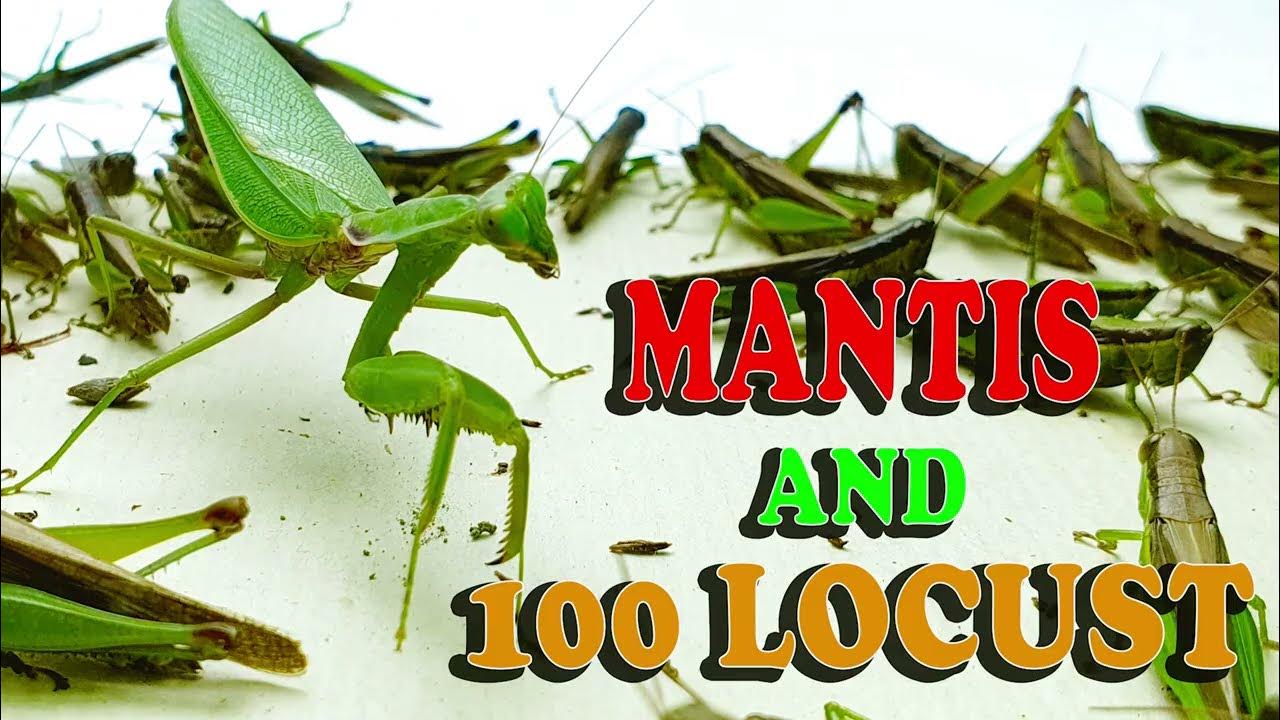 Epic Battle: Mantis Takes on 100 Locusts - YouTube