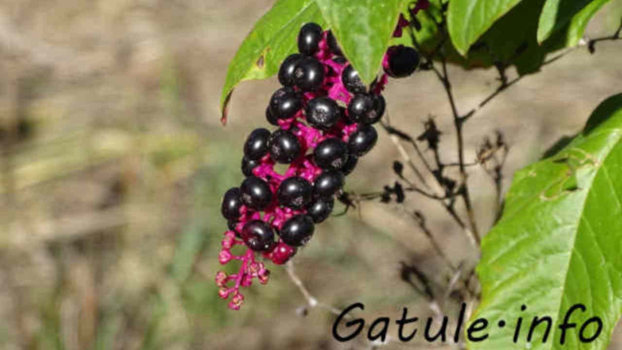 Planta Hierba Carmín o Phytolacca americana 🌷 - YouTube