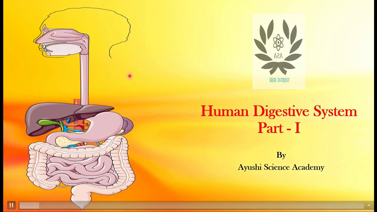 Human Digestive System Part-I (Ayushi Science Academy) - YouTube
