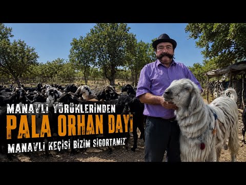 Uşak’lı Pala Dayının Keçi Sevdası - Keçi yörüklerin sigortasıdır.