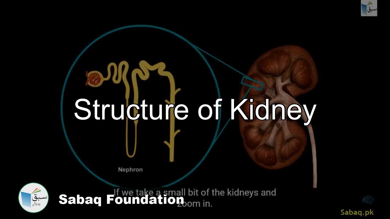 Structure of Kidney, Biology Lecture | Sabaq.pk - YouTube