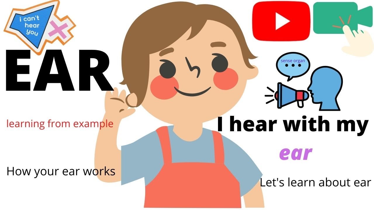 How your ears work||To hear||Sense organ for kids||Function||sense ...