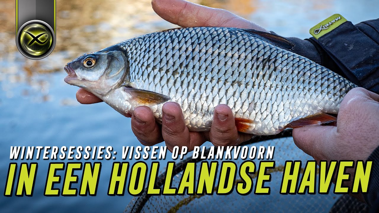 Wintervissen: Blankvoorn in de haven - YouTube