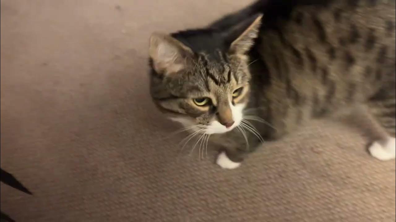 Meow Charlie gets catnip meow. - YouTube