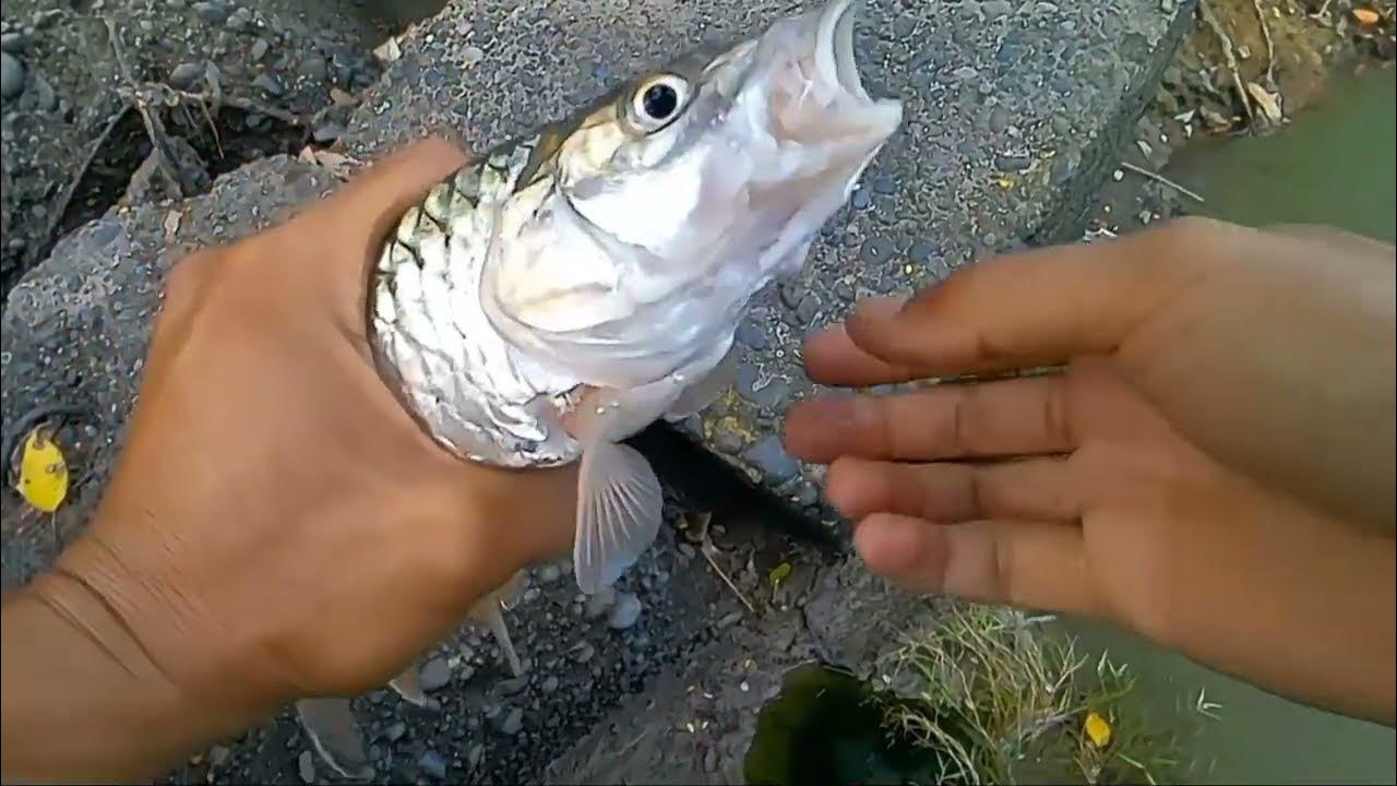 Mancing Casting Ikan Hampala Palung Sungai Klawing Purbalingga Di Air Keruh Dan Berbusa - YouTube