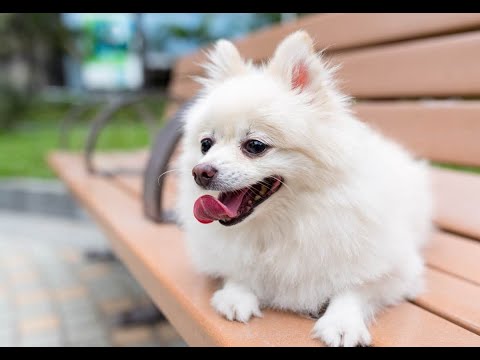 Pomeranian Dog Enjoying Wind | Tamil Song | White Dog | #Cutiee #Pomeranian​ #Dog​