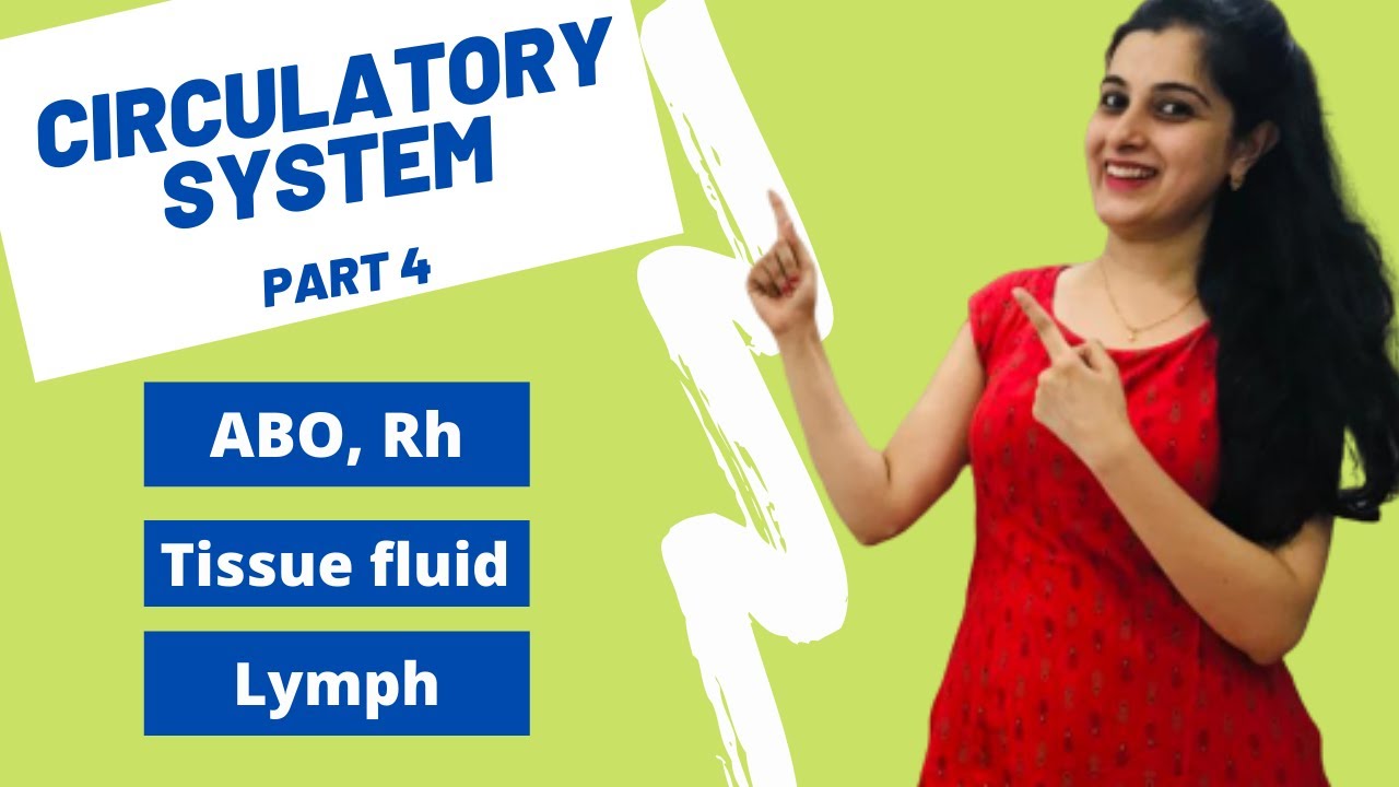 Blood Group Systems, Lymph, Circulatory System Class 8 Class 10 ICSE ...