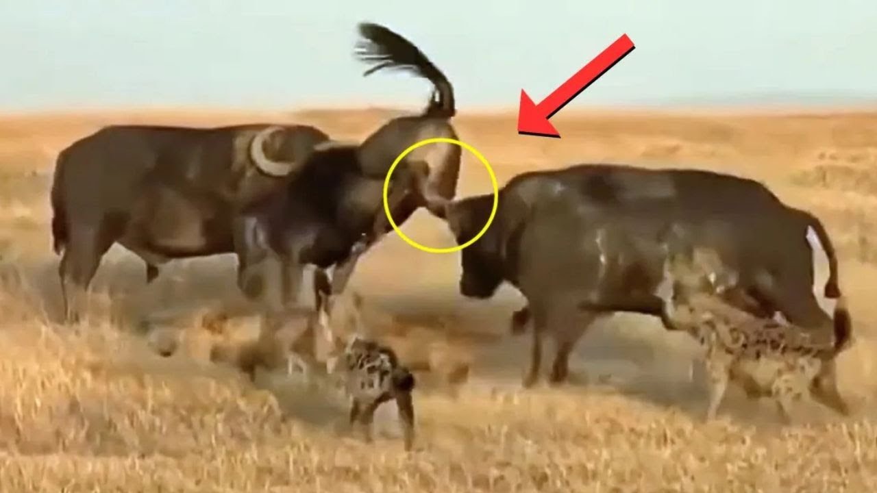 Búfalos ajudam hienas a caçar um gnu!!! - YouTube