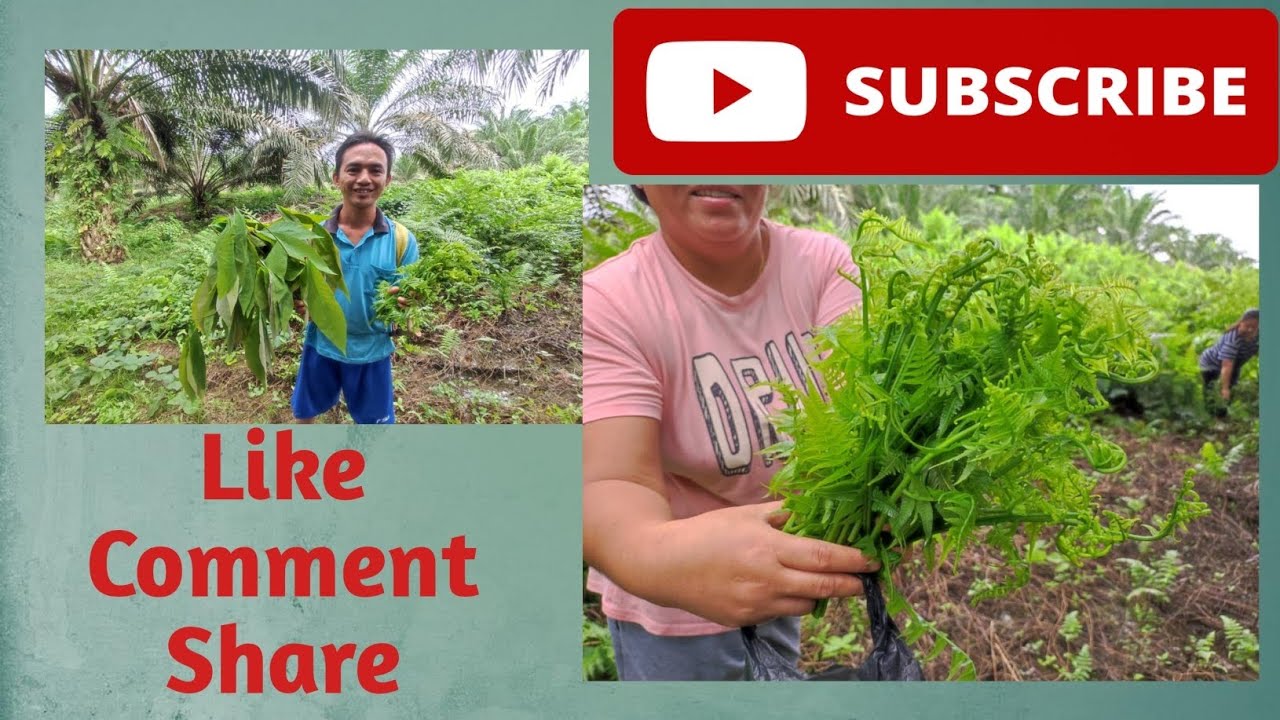 Mencari sayur di kebun sawit/Pucuk daun getah boleh makan? - YouTube