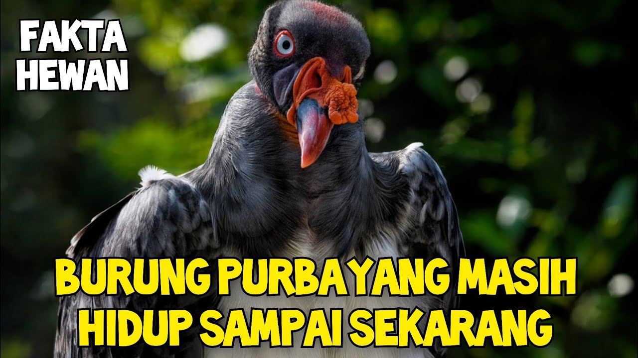Fakta Unik Burung Hering Raja (Sarcoramphus Papa) Burung Purba Yang ...