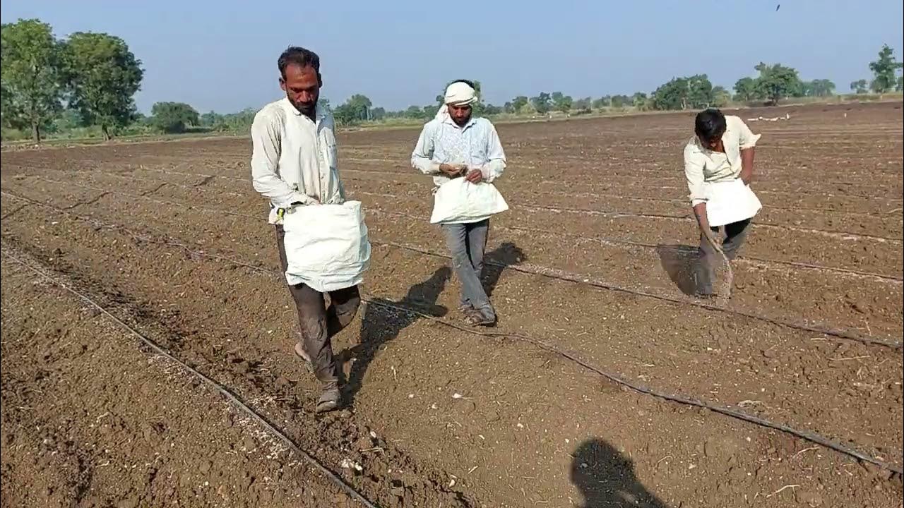 Basal dose application on bed for watermelon ... - YouTube