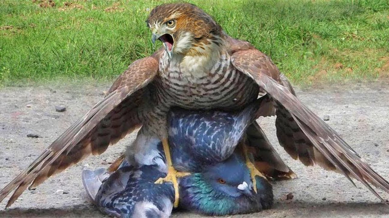 Eagle attacks have been shockingly recorded on rabbits, iguanas, dogs, snakes! - YouTube