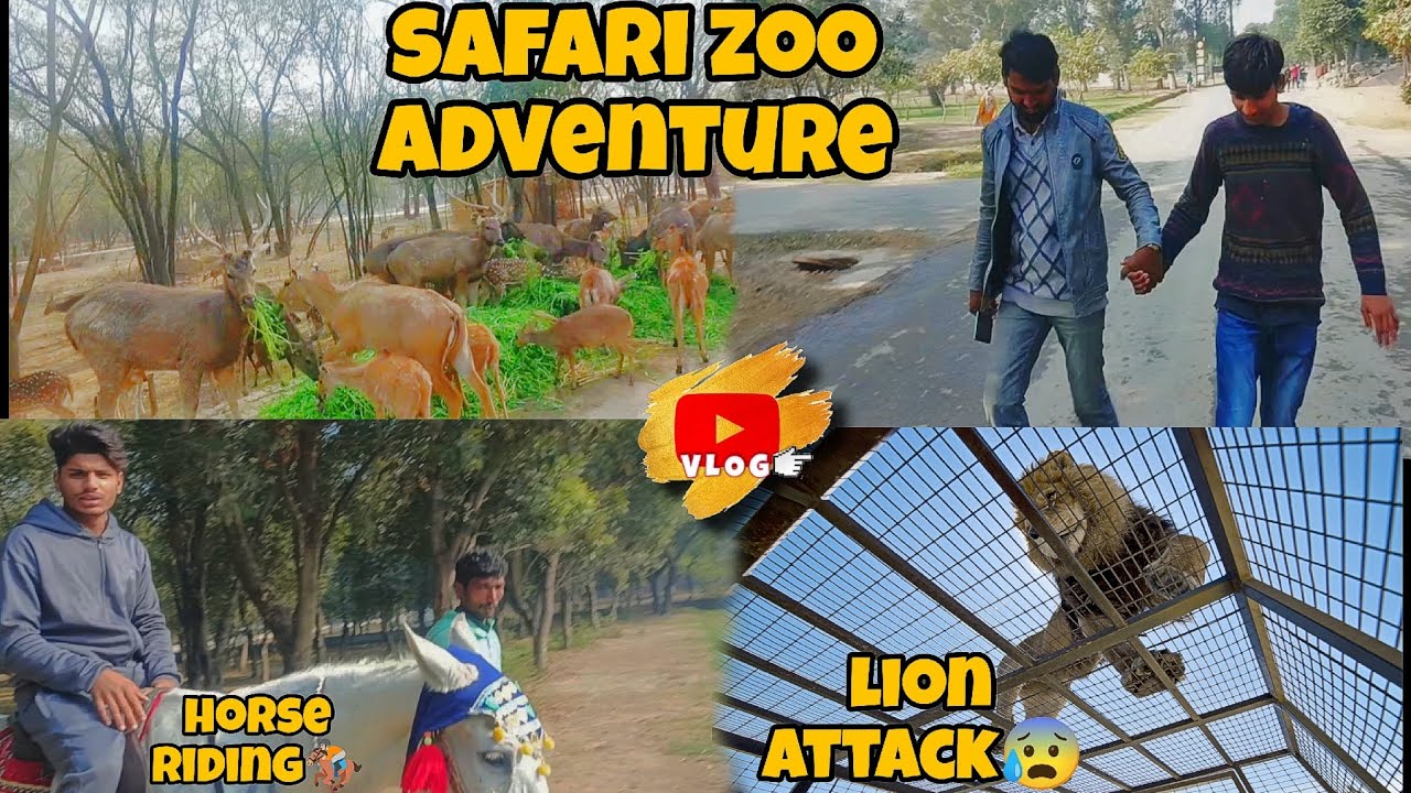 😅full enjoy kashif & Asad cat walk & ham sab ne ki milkar hourse riding ...