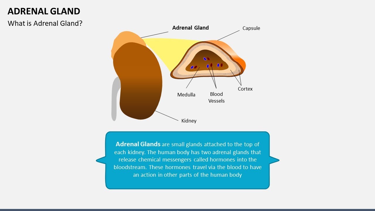 Adrenal Gland Animated PowerPoint Template - YouTube