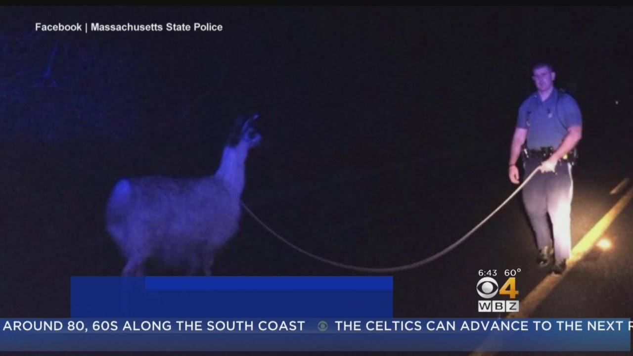 State Police Trooper Wrangles Loose Llama In Western Massachusetts ...