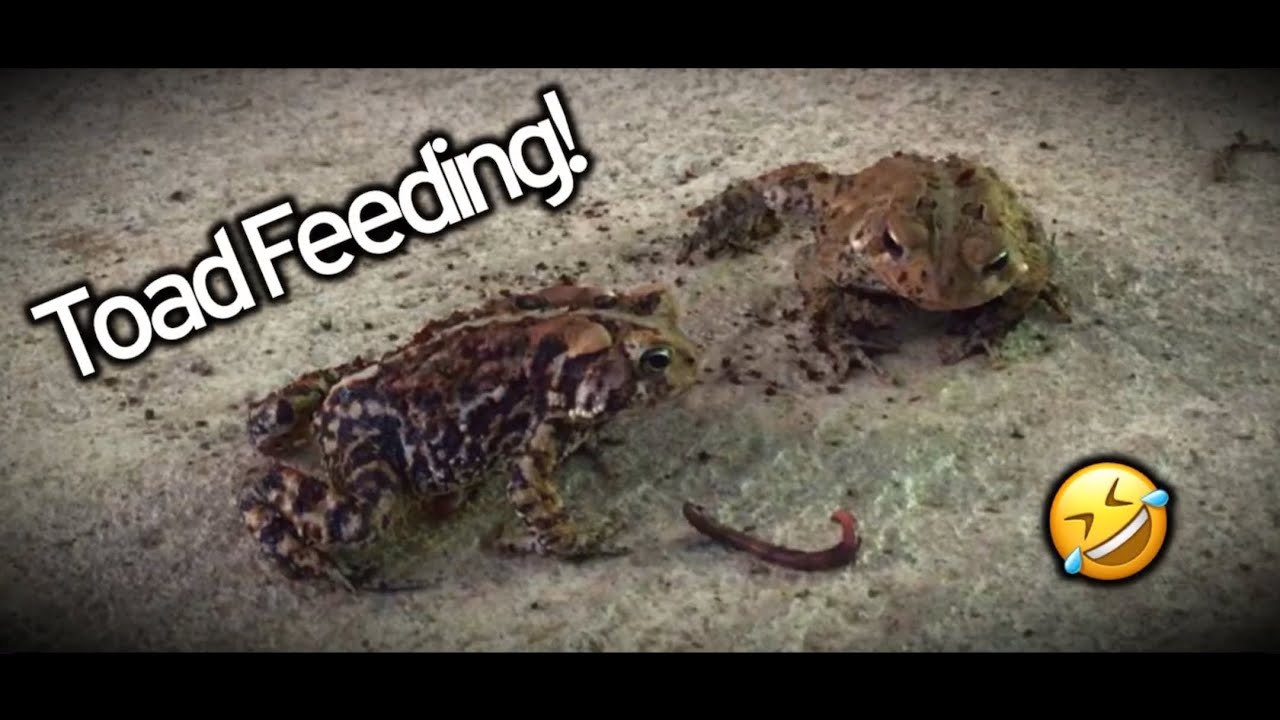 Toad Feeding - Episode 1 *WARNING LIVE FEEDING* - YouTube