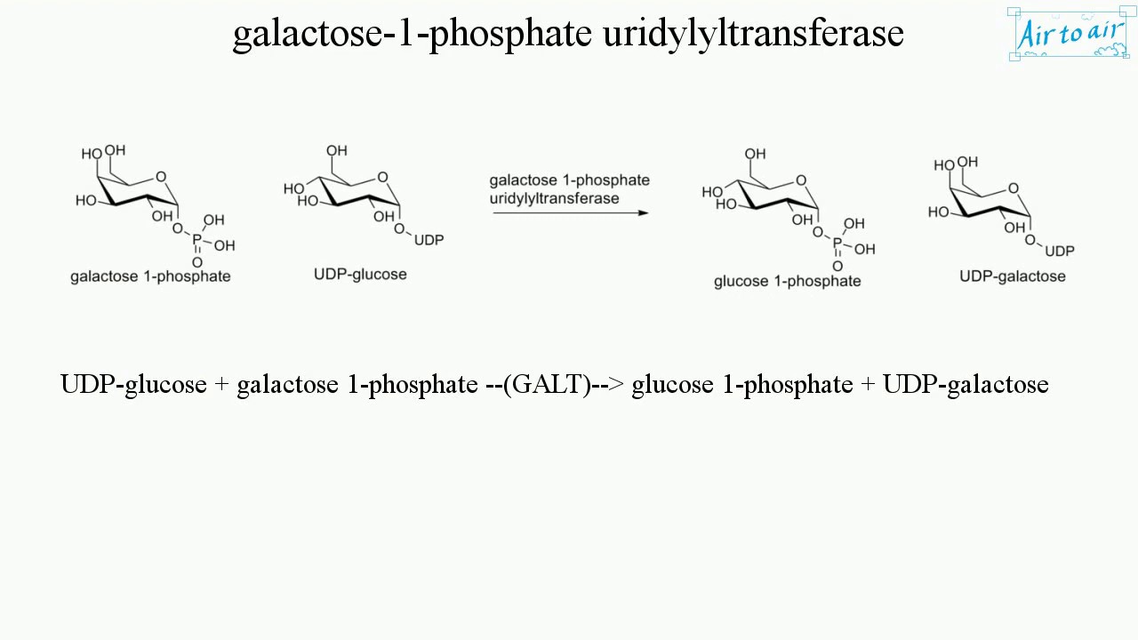 Galt Enzyme