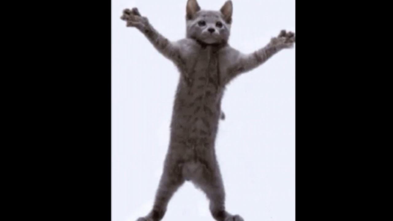dancing cat - YouTube