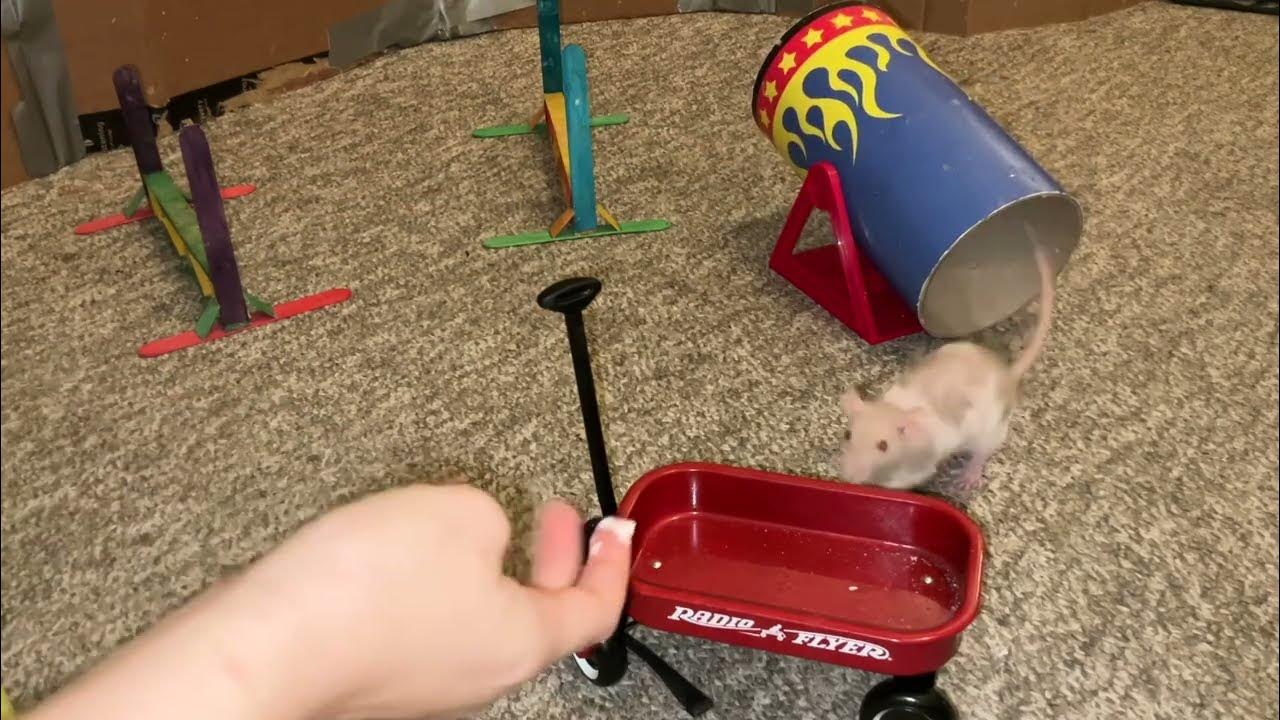 A compilation of fun agility courses with my rats Carrot, Cinnamon, and Pistachio! - YouTube