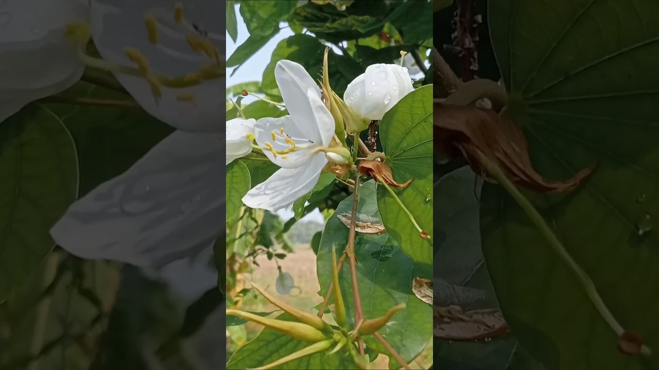 mandhara poovu - YouTube