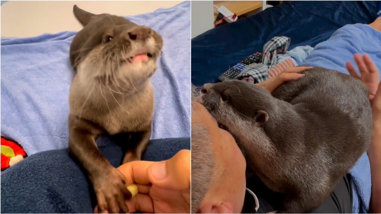 Otter Fuku~Daddy give me my favourite snack cheese 😋🦦🥰|TalkativeOtter ...