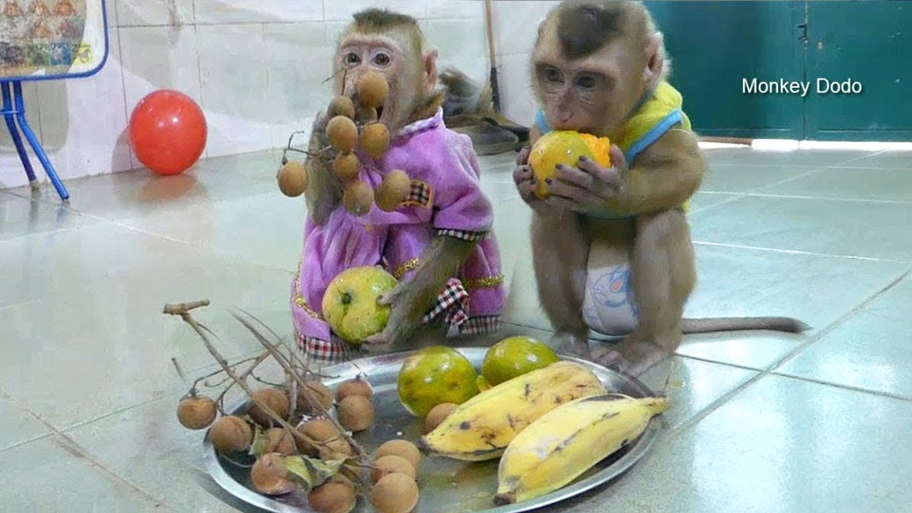 Dodo Mori Very Hungry After Wake Up So Dad Prepare Fresh Fruits For ...
