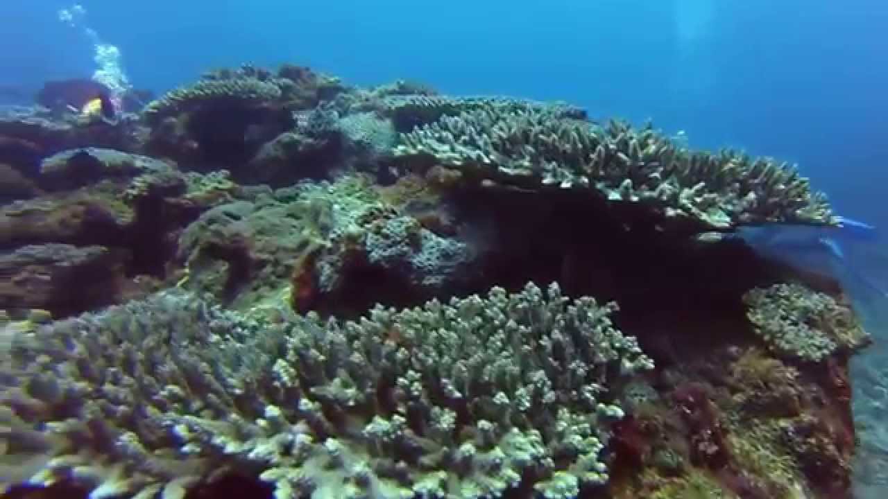 Flinders reef - Scuba Dive Brisbane 17/01/2015 - YouTube