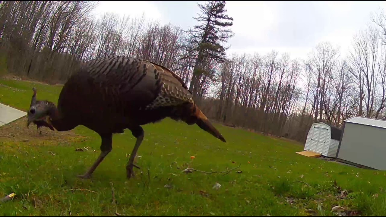 Turkey Visitors Hanging Out - YouTube