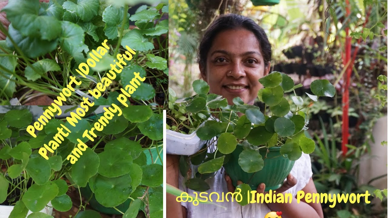 Pennywort/Hydrocotyle Verticillata and Kudavan (കുടവൻ ) Indian ...