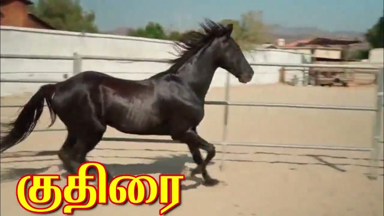 TAMIL THREE LETTER WORDS YouTube tamil-three-letter-words-youtube