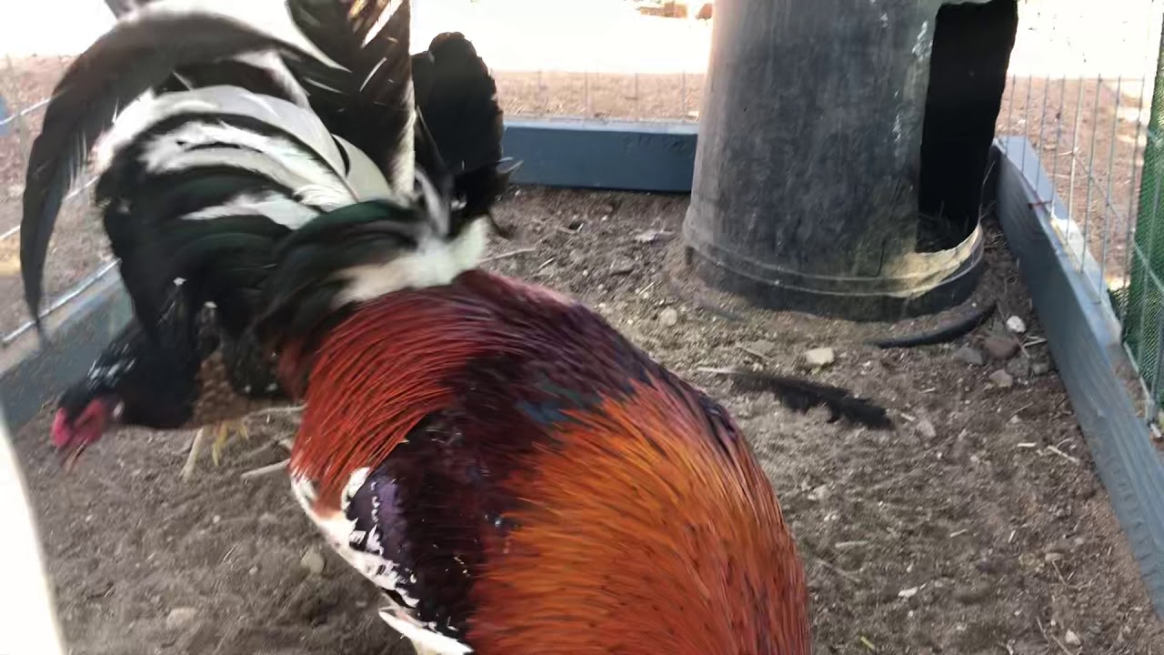 JR BELT COWAN BROODCOCK - YouTube