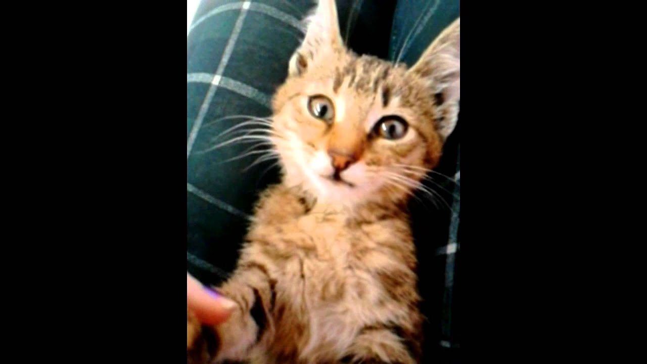 Cutest Meow ever - YouTube