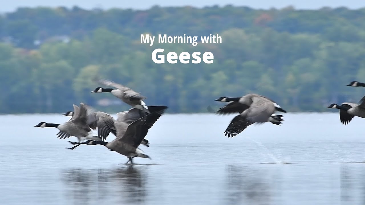 My Morning with Geese - Ottawa River - YouTube