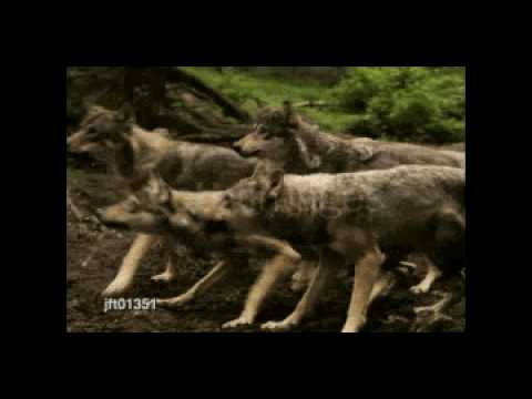 WolfPack 4 Life - YouTube