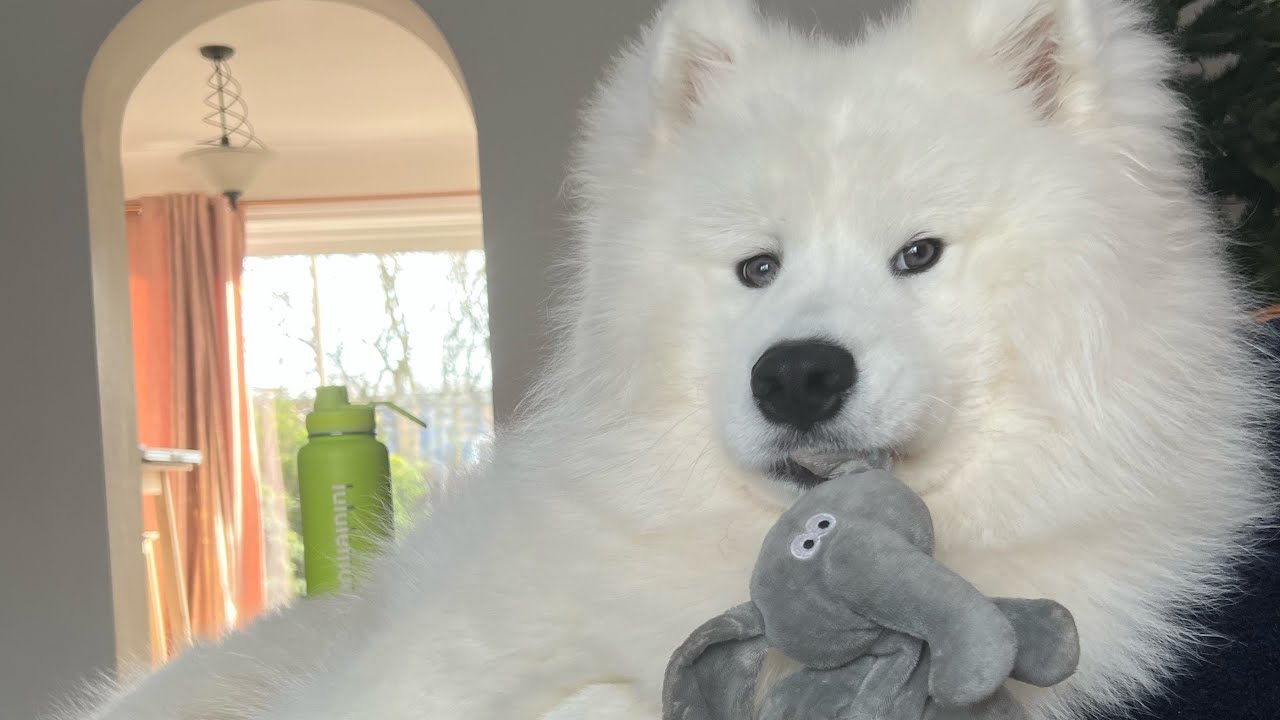What make my puppy samoyed a naughty boy - floof style 🐻‍ ️💜 เด็กดื้อซา ...