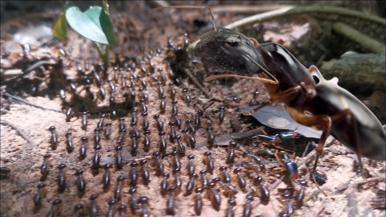 King Black Termites with army black termites🤯😱 - YouTube