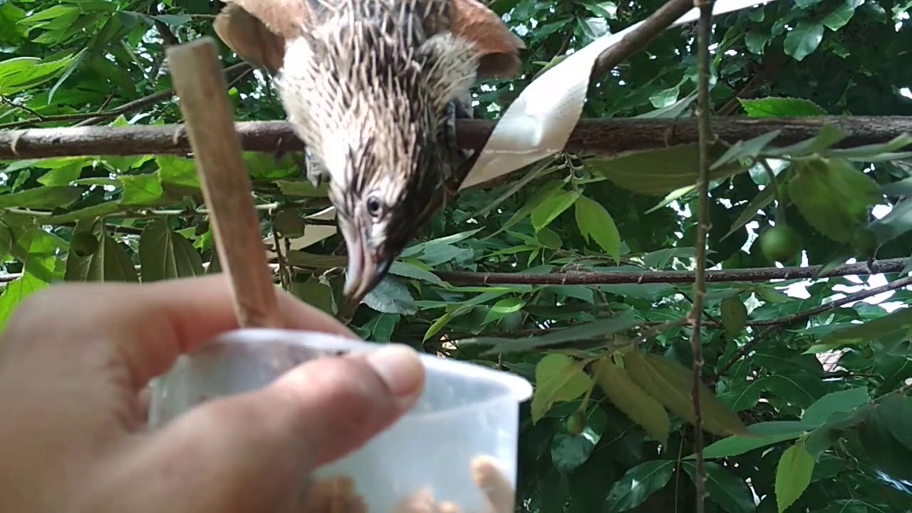 Burung bubut alang-alang yang jinak||bubut jawa jambul - YouTube