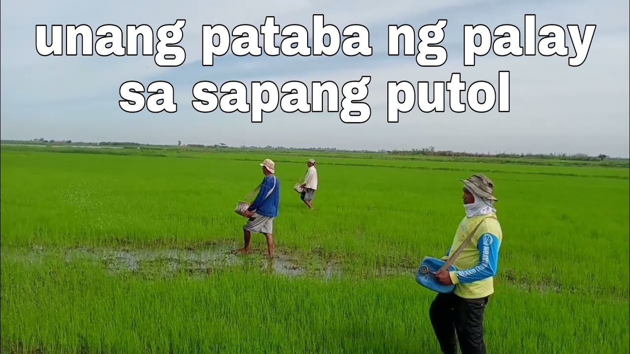 UNANG PATABA NAMIN NG PALAY SA SAPANG PUTOL - YouTube
