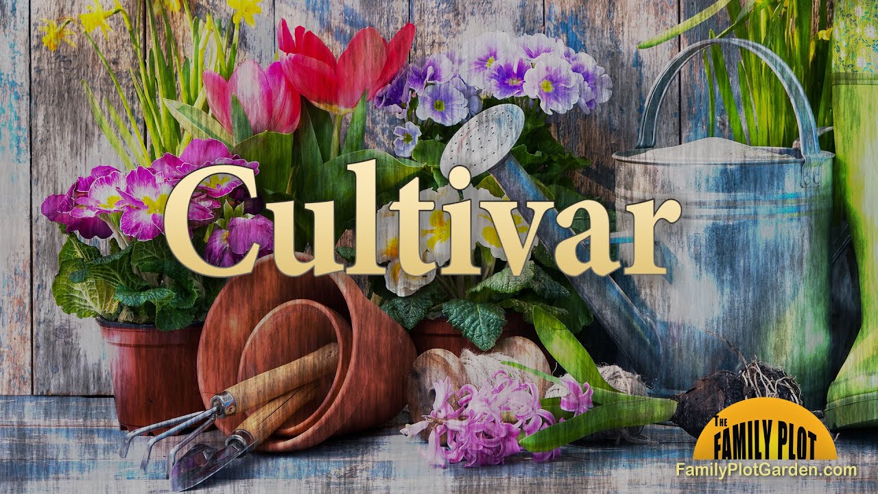 Cultivar – Garden Glossary - YouTube