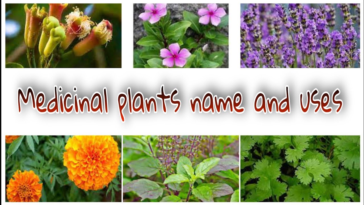 Medicinal plants | Medicinal plants names and uses | Ayurvedic plants ...